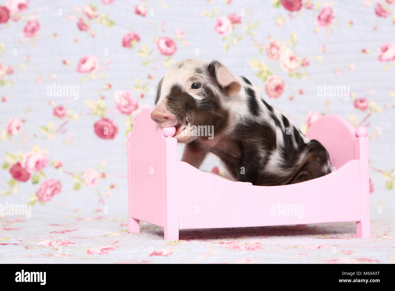 Domestic Pig, Turopolje x ?. Piglet (1 week old) sitting in a dolls bed ...