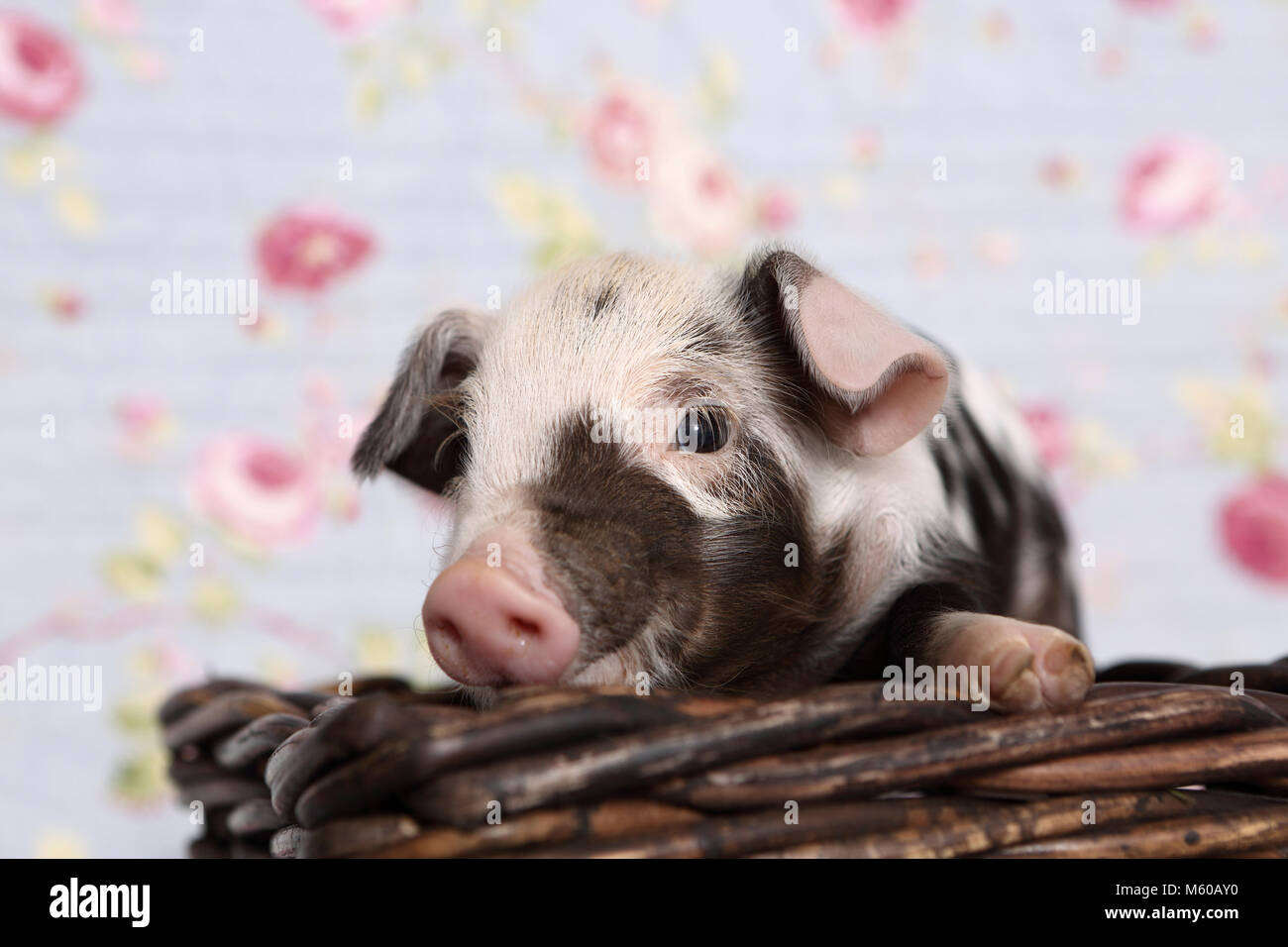 Domestic Pig, Turopolje x ?. Piglet (1 week old) standing in a basket ...