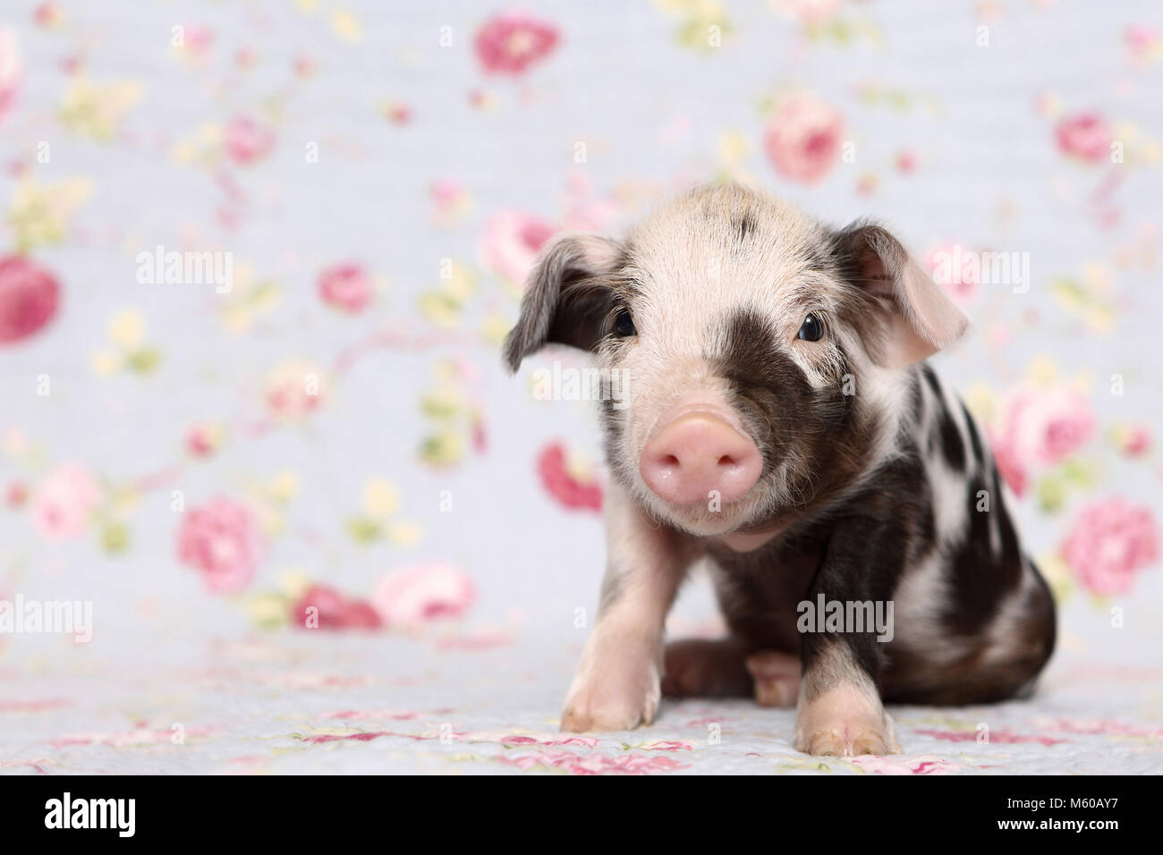 Domestic Pig, Turopolje x ?. Piglet (1 week old) sitting. Studio ...
