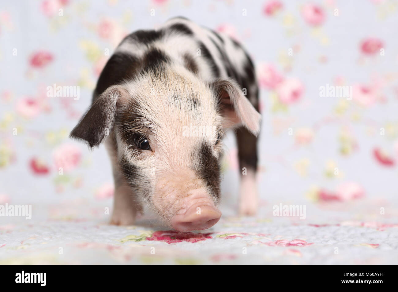 Domestic Pig, Turopolje x ?. Piglet (1 week old) standing. Studio ...