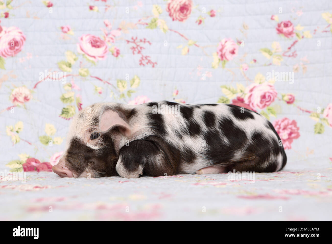 Domestic Pig, Turopolje x ?. Piglet (1 week old) lying. Studio picture ...