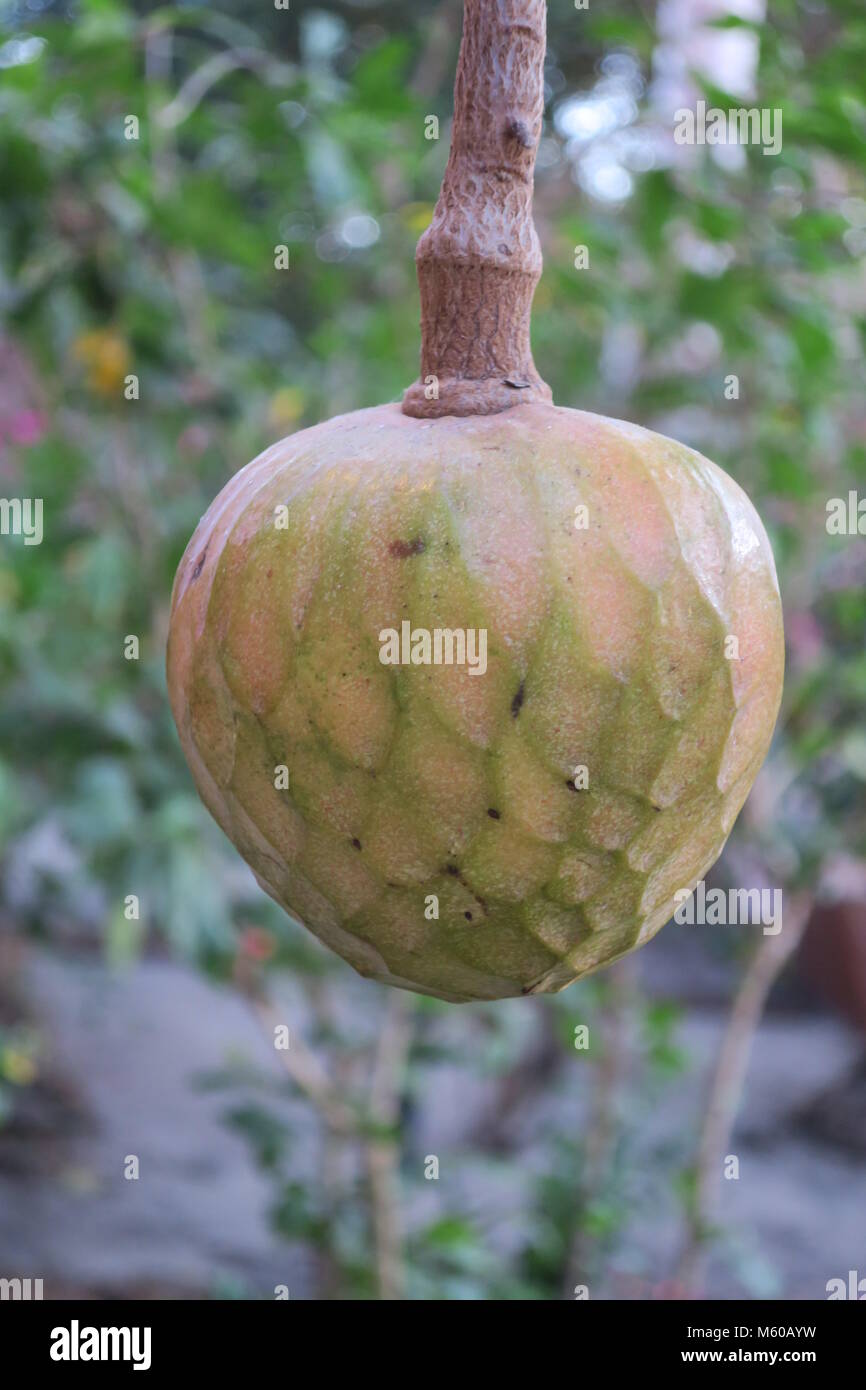 Colorful nature, island Madagascar Stock Photo - Alamy
