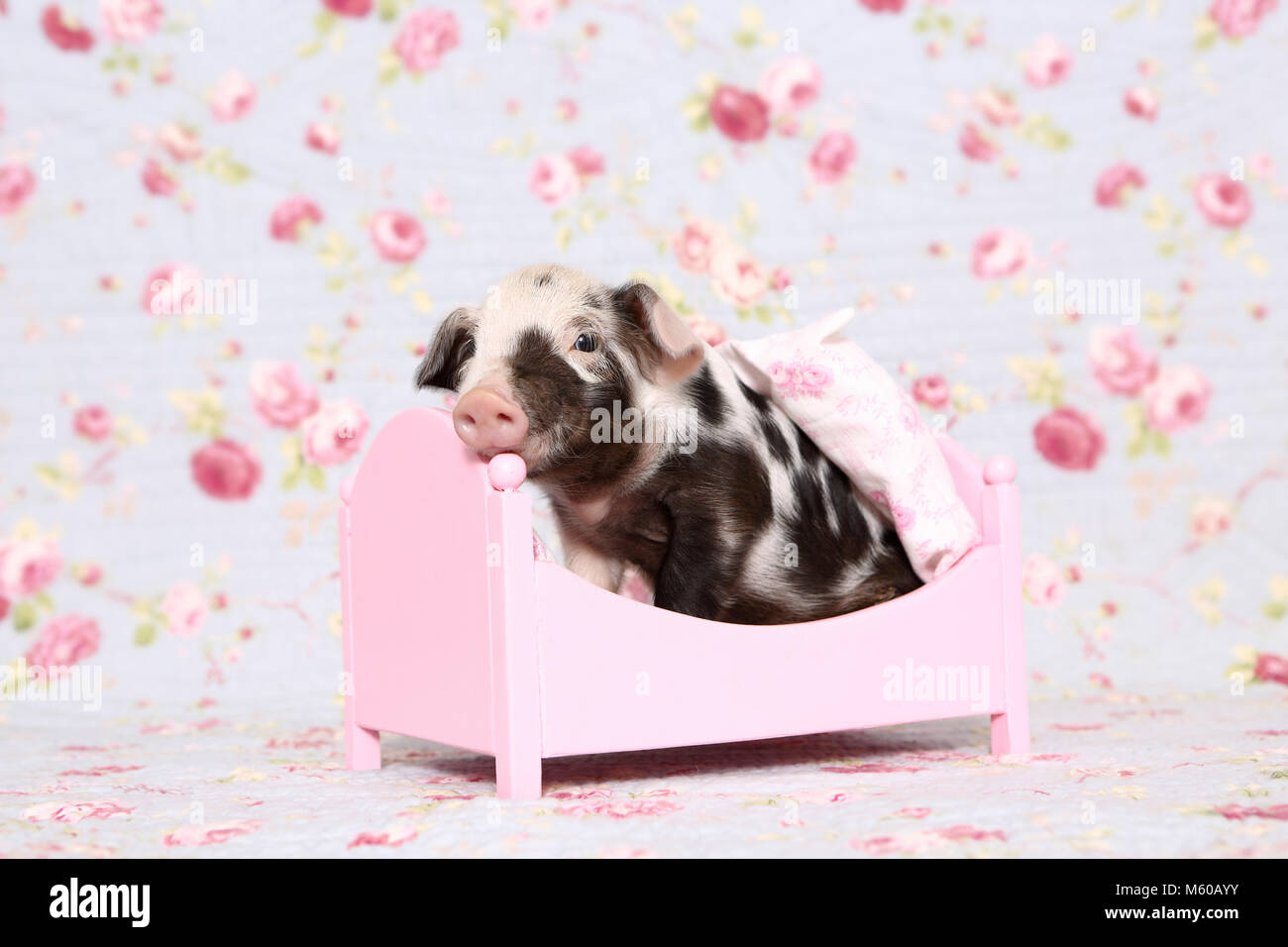 Domestic bed hi-res stock photography and images - Alamy