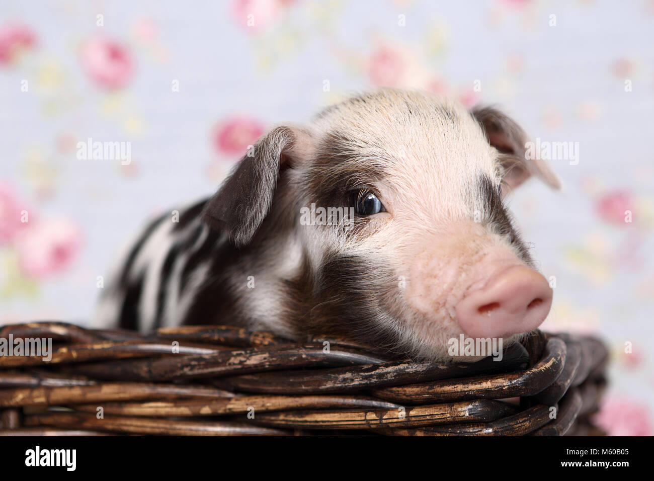 Domestic Pig, Turopolje x ?. Piglet (1 week old) standing in a basket ...
