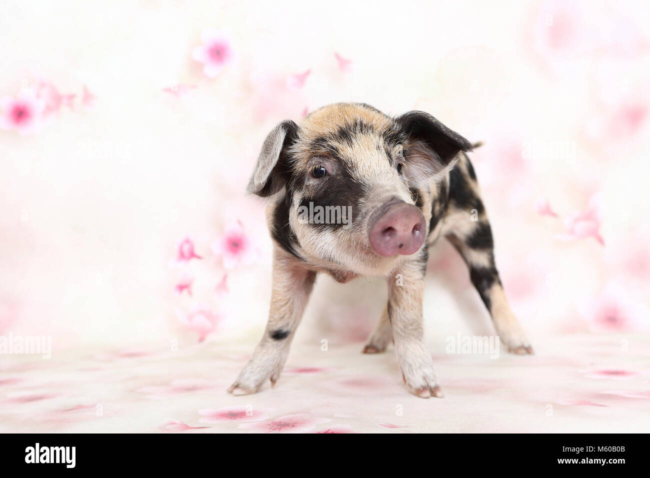 Domestic Pig, Turopolje x ?. Piglet (4 weeks old), standing. Studio ...