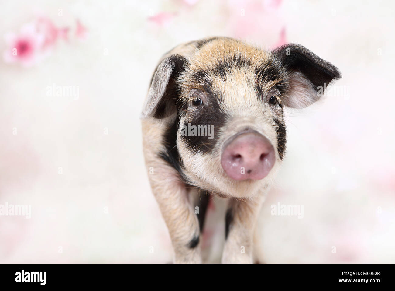 Domestic Pig, Turopolje x ?. Piglet (4 weeks old), standing. Studio ...