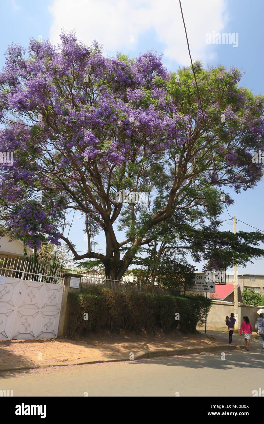 Jacaranda tree in full blossom, Antananarivo, island Madagascar Stock ...