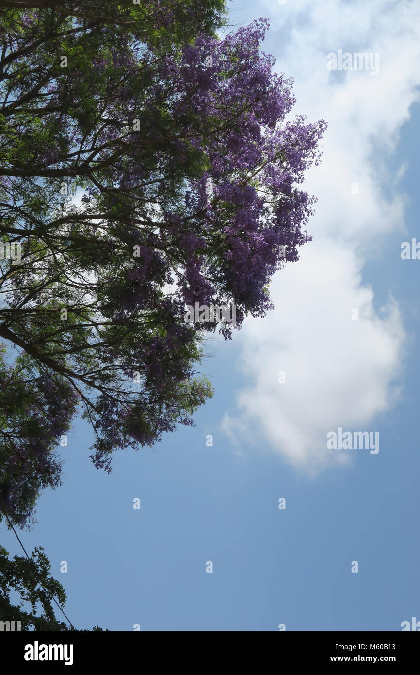 Jacaranda tree in full blossom, Antananarivo, island Madagascar Stock ...