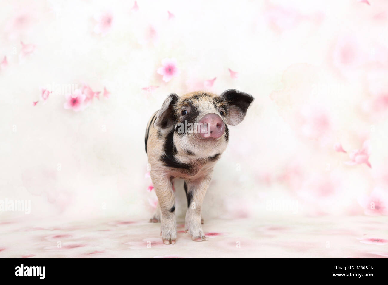 Domestic Pig, Turopolje x ?. Piglet (4 weeks old), standing. Studio ...