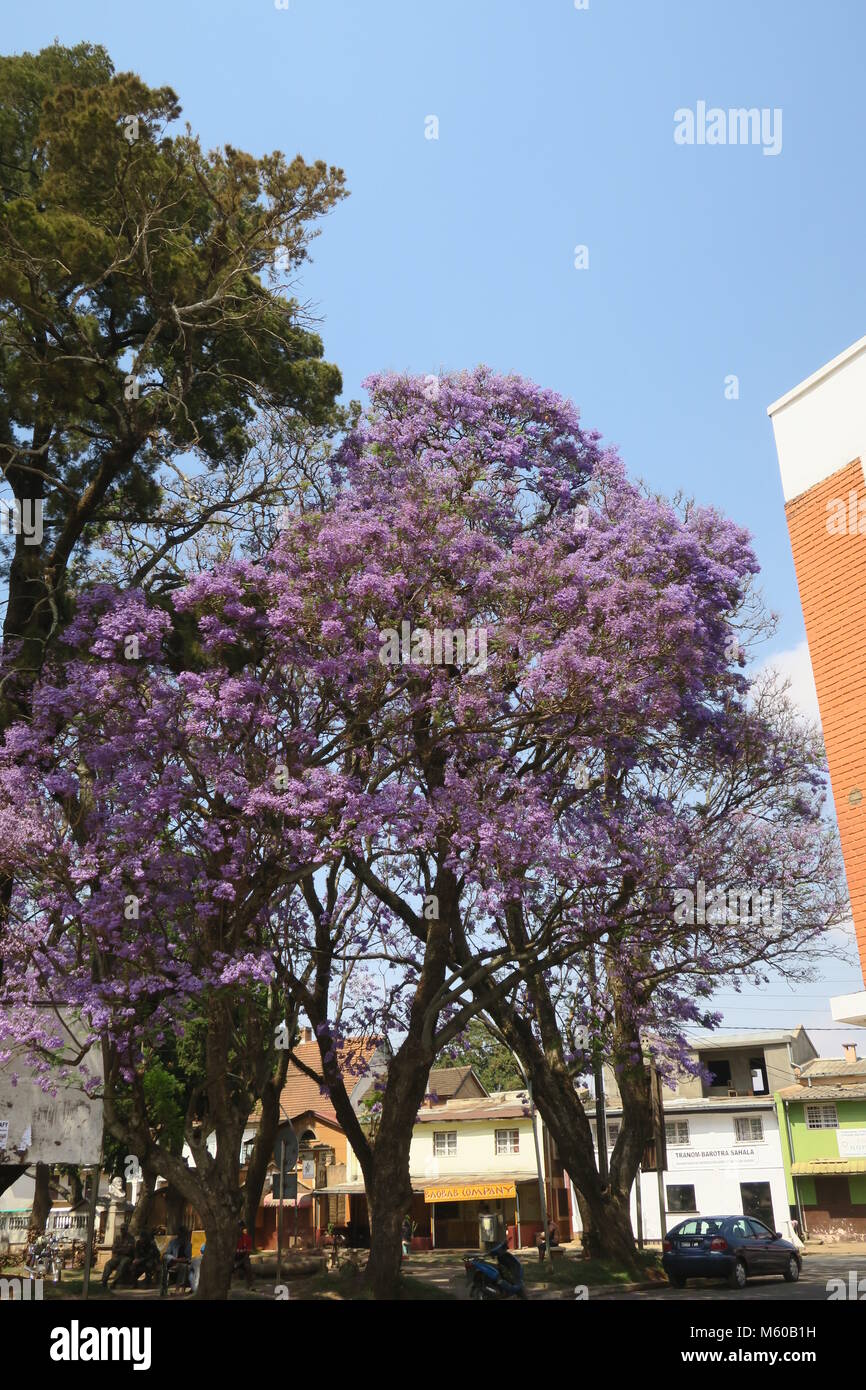 Jacaranda tree in full blossom, Antananarivo, island Madagascar Stock ...