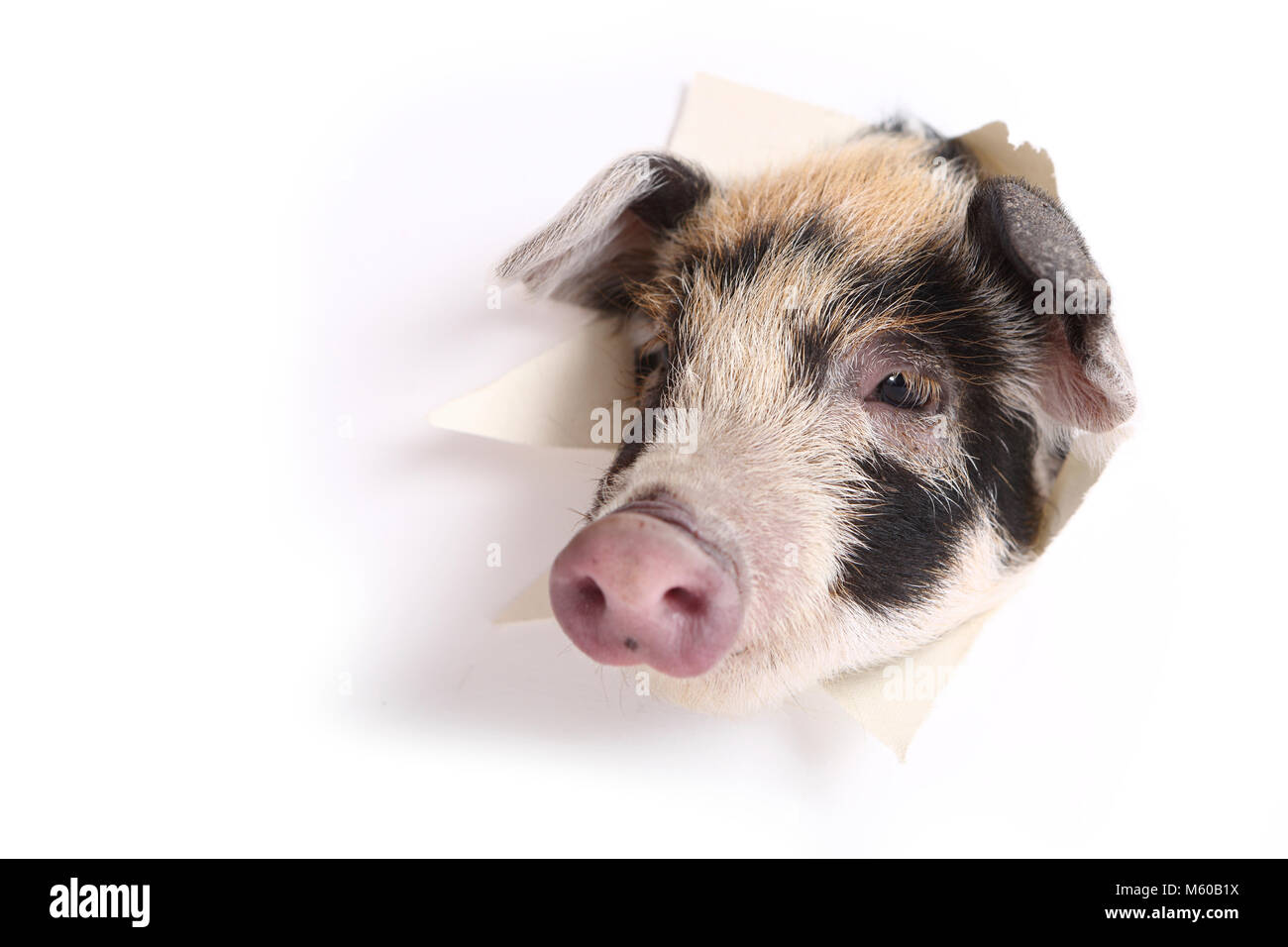 Pig wall Cut Out Stock Images & Pictures - Alamy