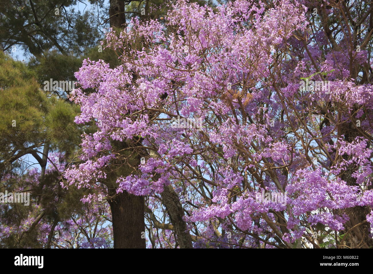 Jacaranda tree in full blossom, Antananarivo, island Madagascar Stock ...