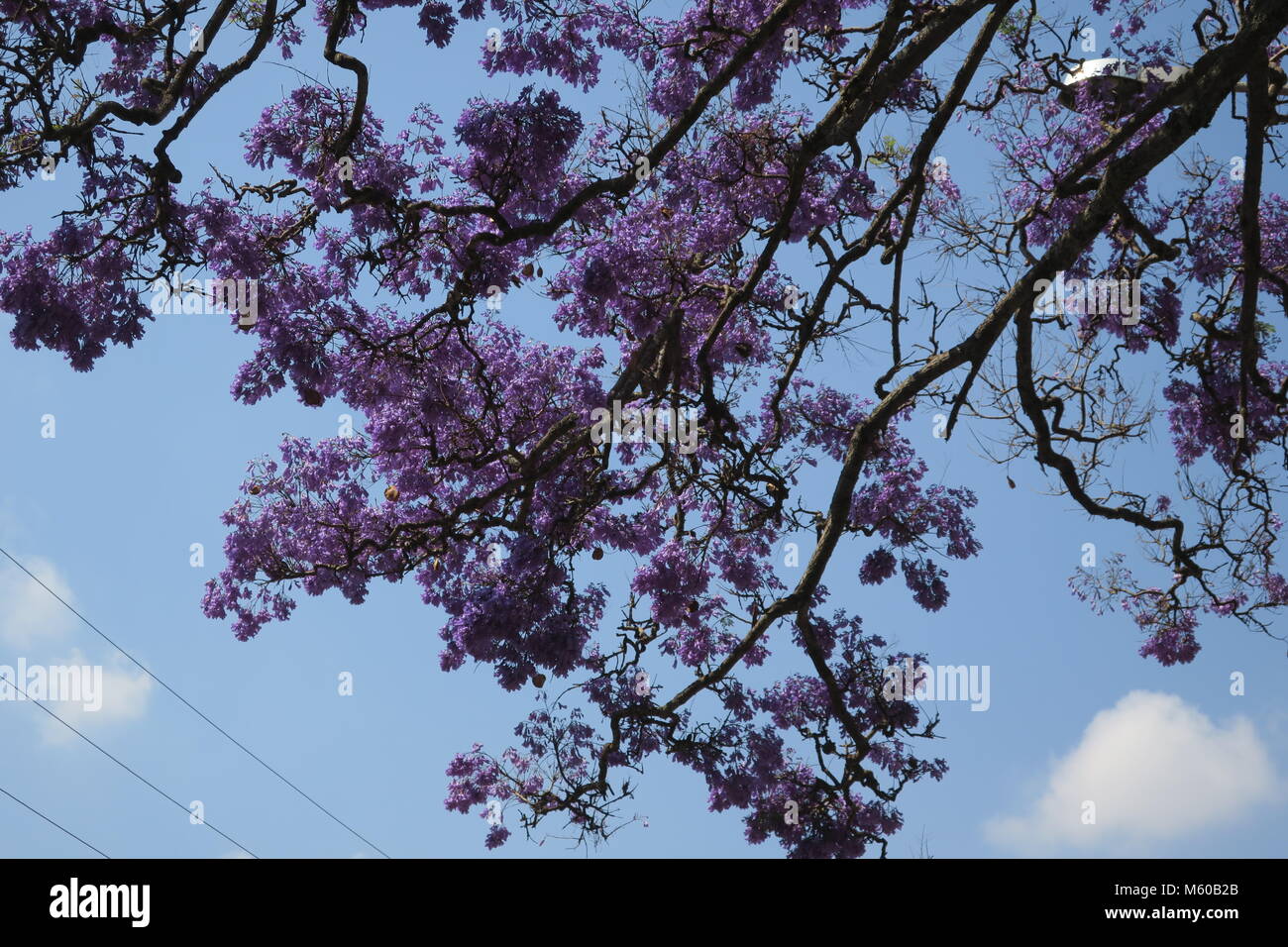 Jacaranda tree in full blossom, Antananarivo, island Madagascar Stock ...