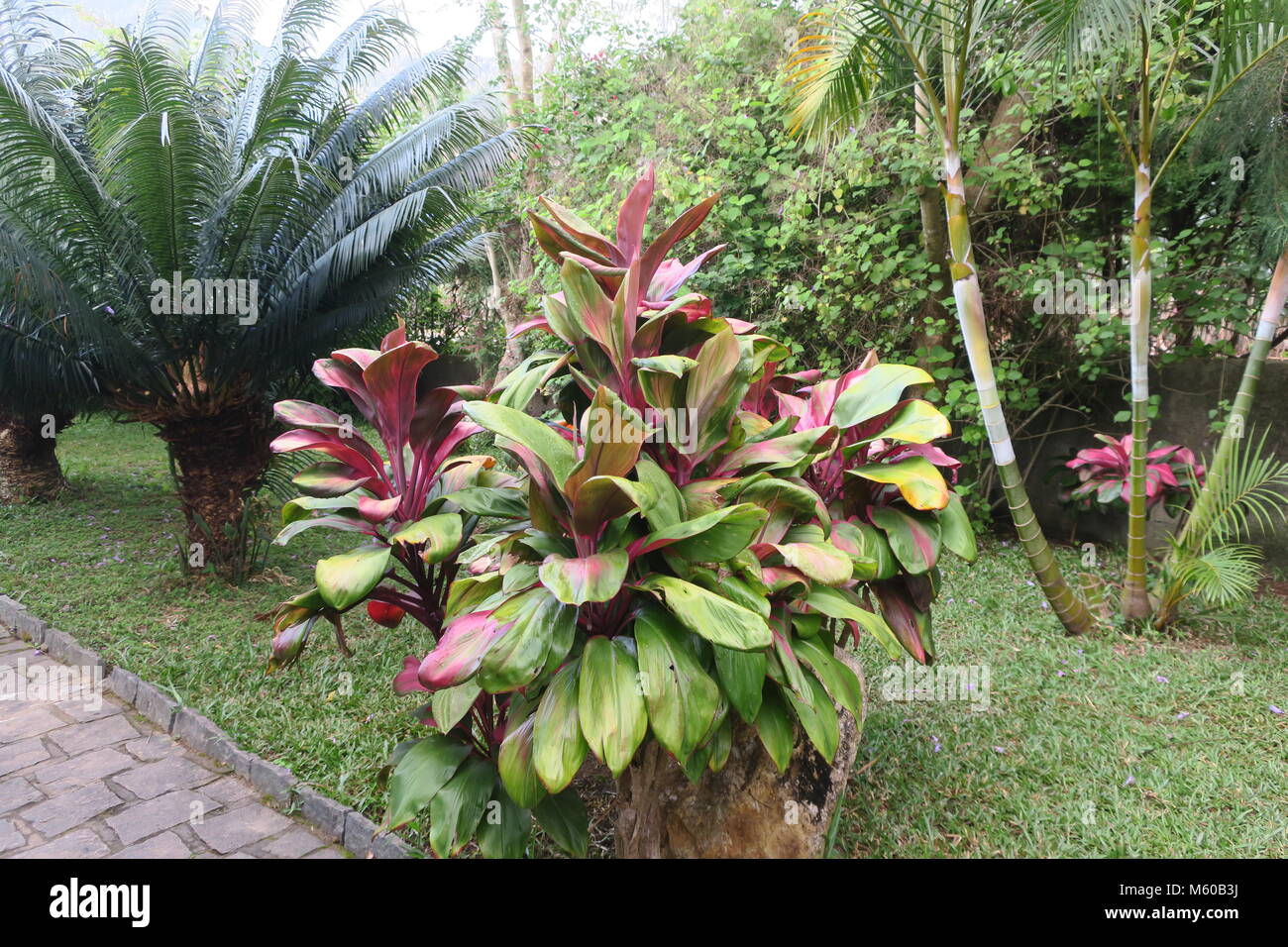 Colorful nature, island Madagascar Stock Photo - Alamy