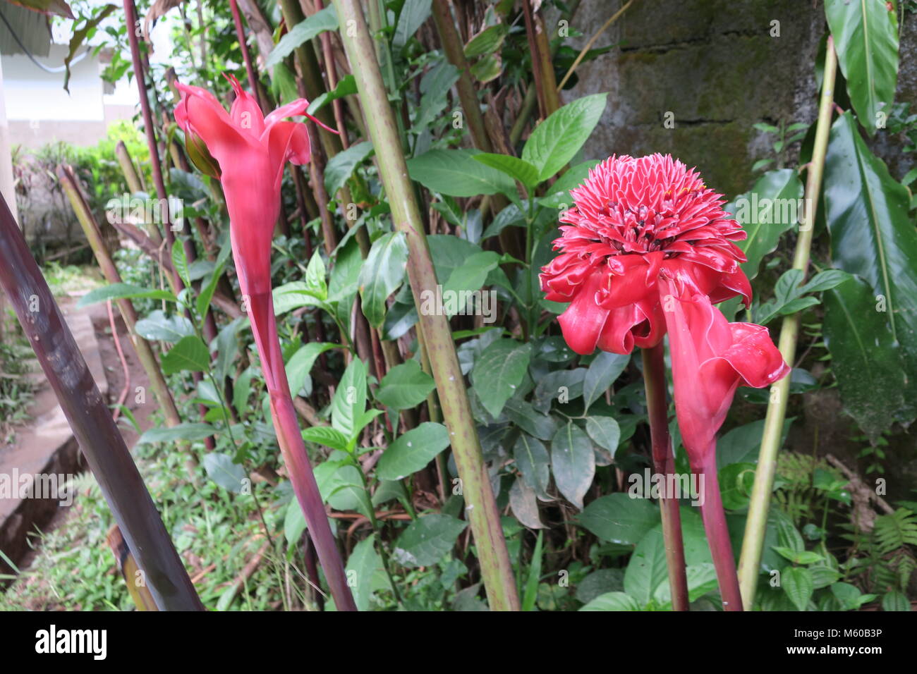 Colorful nature, island Madagascar Stock Photo - Alamy