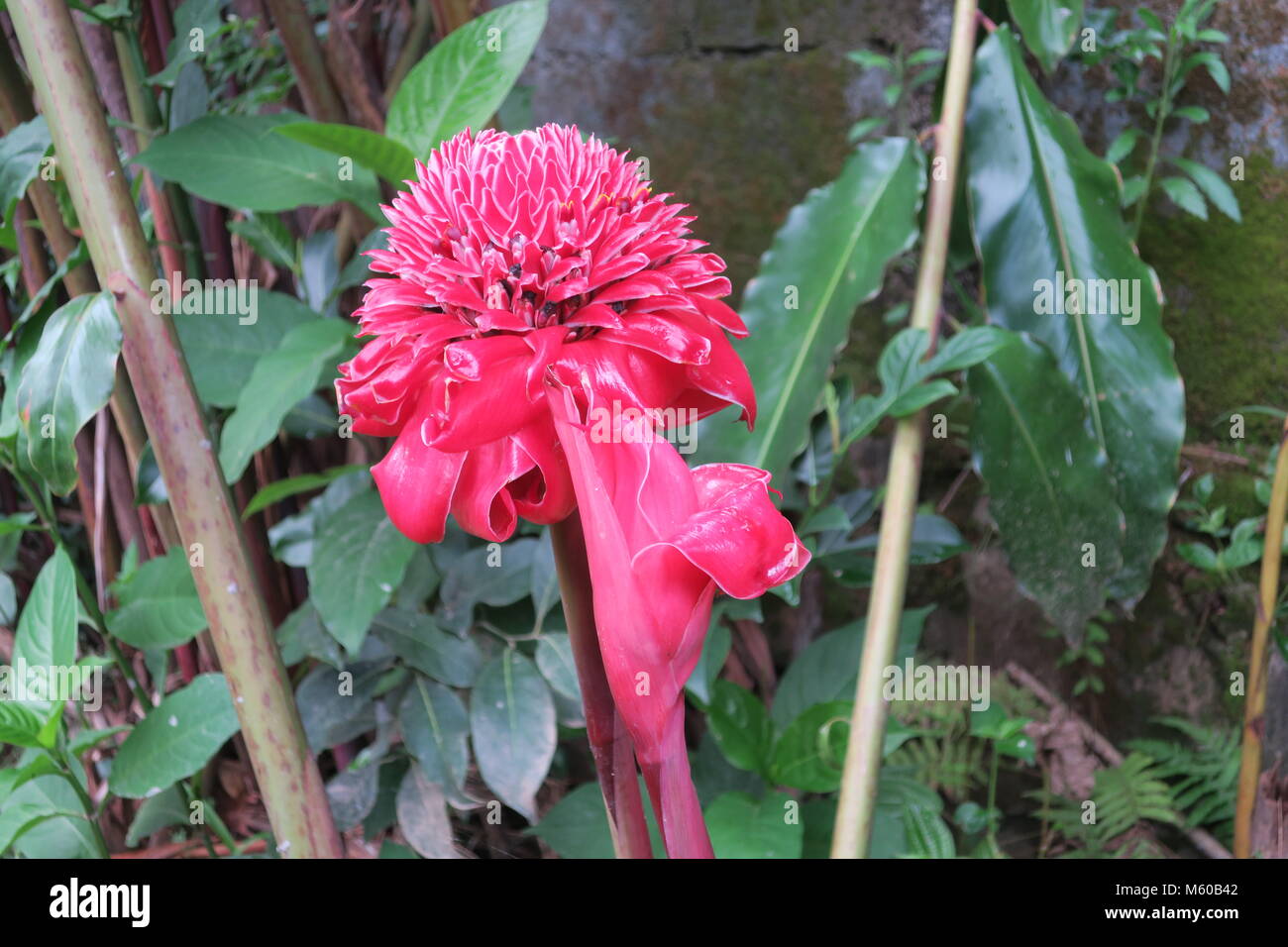 Colorful nature, island Madagascar Stock Photo - Alamy