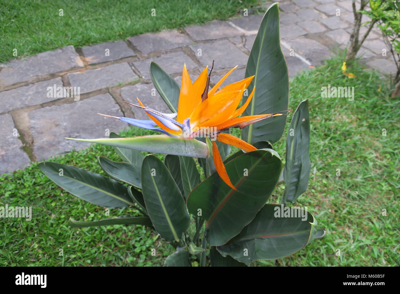 Colorful nature, island Madagascar Stock Photo - Alamy
