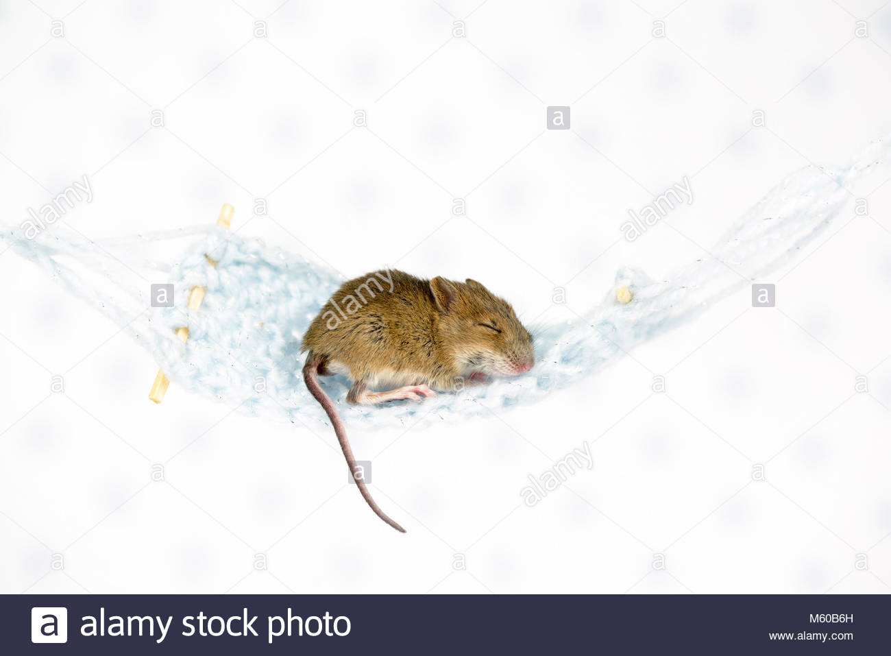 Sleeping Mouse Stock Photos & Sleeping Mouse Stock Images - Alamy