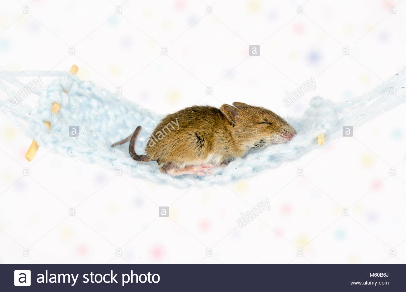 Mouse Asleep Stock Photos & Mouse Asleep Stock Images - Alamy