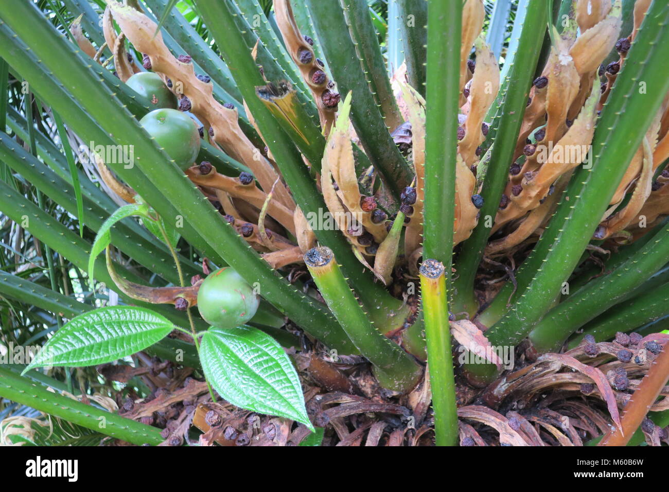 Colorful nature, island Madagascar Stock Photo - Alamy