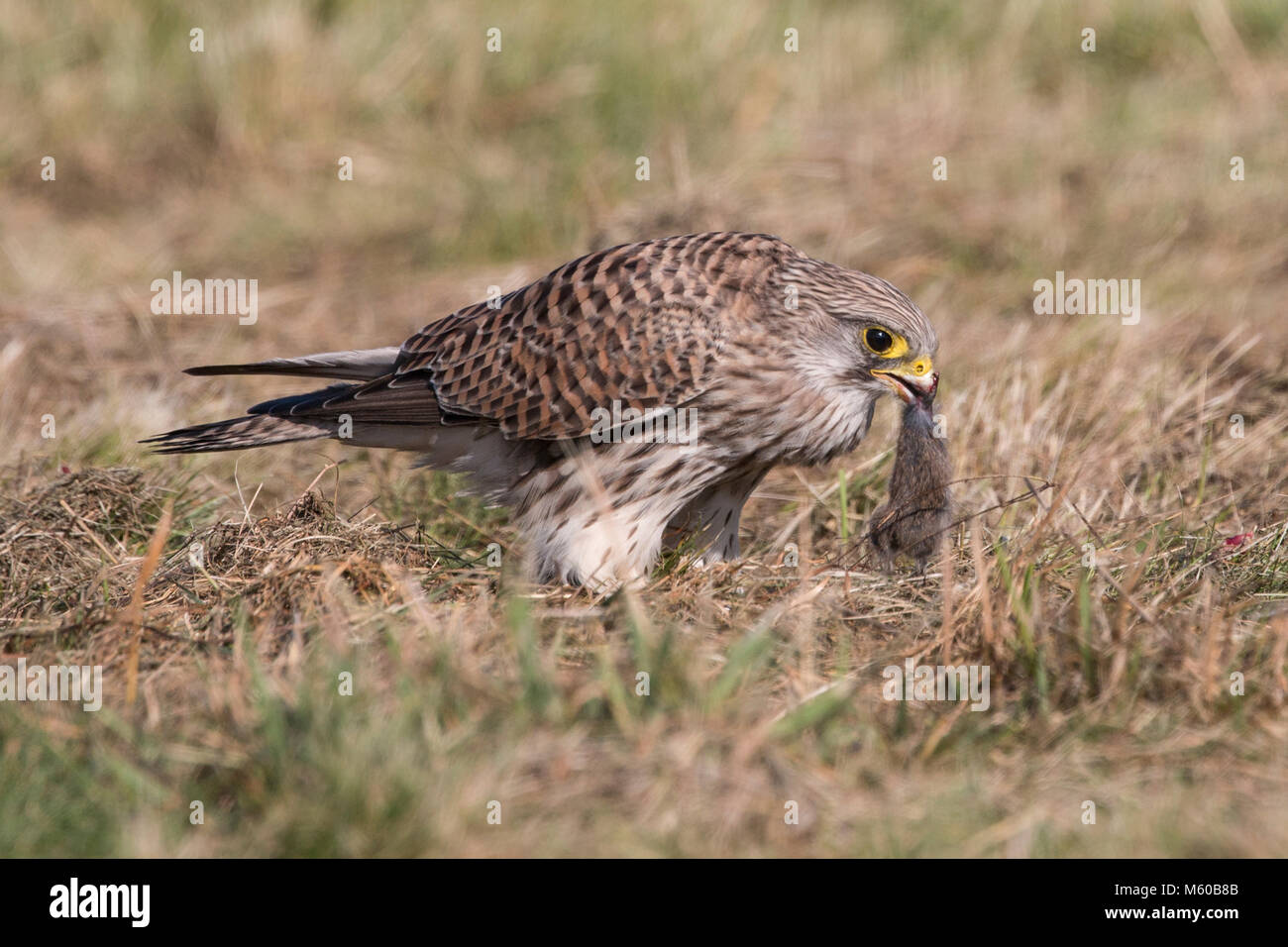 Common Kestrel (Falco tinnunculus). Female with mouse prey standing on ...