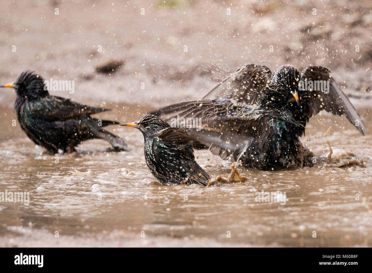 Bird bathing in puddle hi-res stock photography and images - Alamy