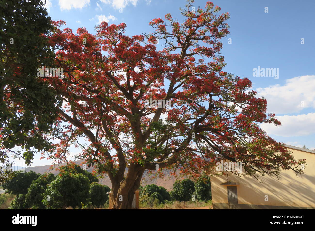 Flamboyant flame trees are very colourful, originating in Madagascar ...