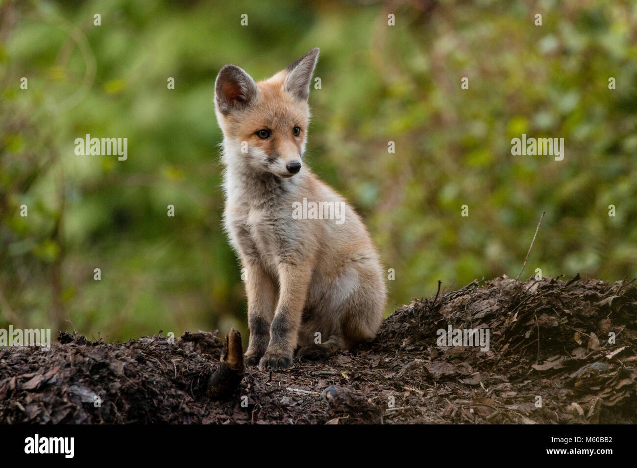 Red Fox (Vulpes vulpes). Few weeks old kit next to den. Berlin, Germany ...