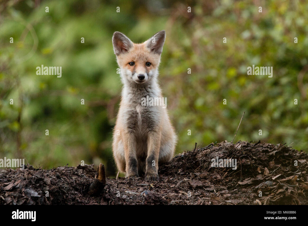Red Fox (Vulpes vulpes). Few weeks old kit next to den. Berlin, Germany ...