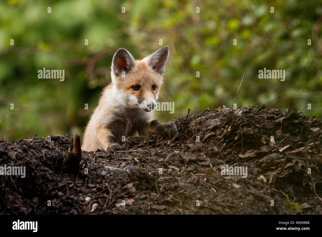 Red Fox (Vulpes vulpes). Few weeks old kit next to den. Berlin, Germany ...