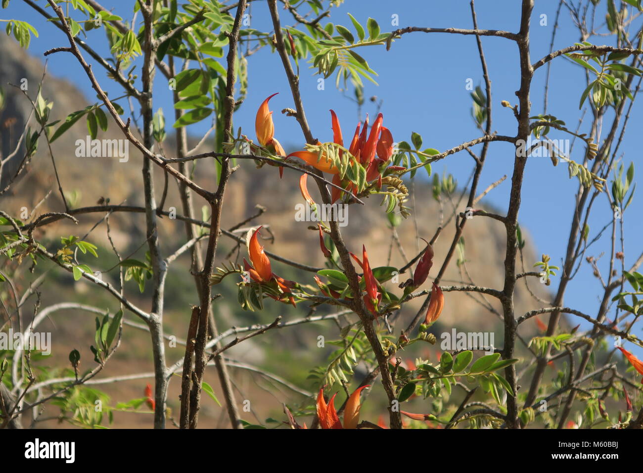 Colorful nature, island Madagascar Stock Photo - Alamy