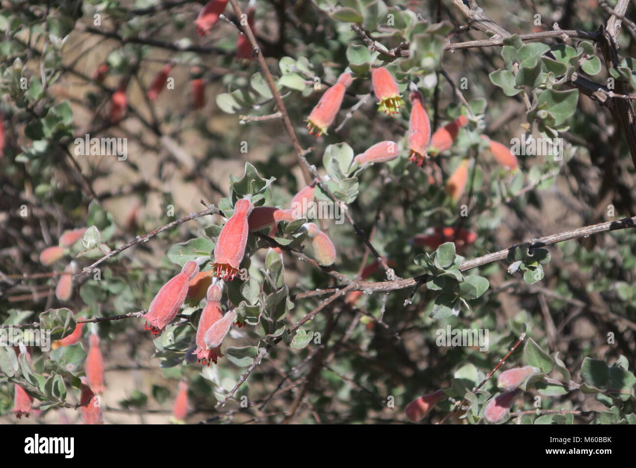 Colorful nature, island Madagascar Stock Photo - Alamy