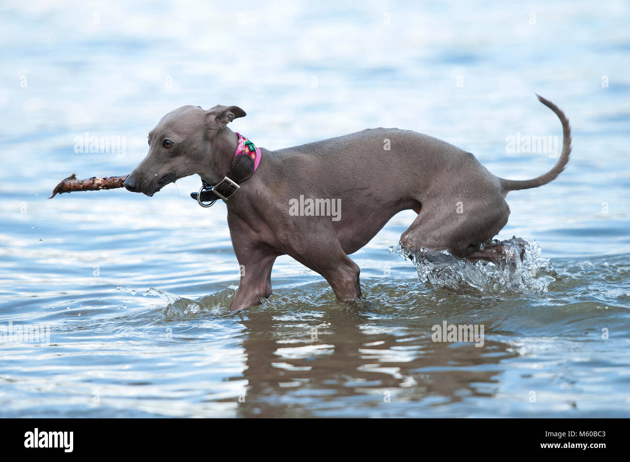 Italian Greyhound. Adult dog walking in shallow water, carrying a stick ...