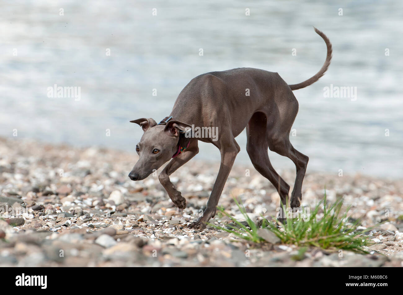 Italian Greyhound. Adult dog walking on a pebble beach. Germany Stock ...