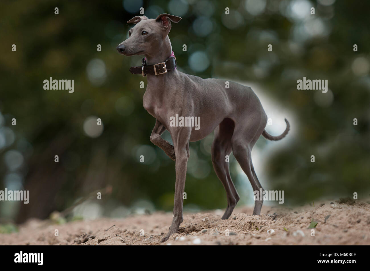 Italian Greyhound. Adult dog standing on sand. Germany Stock Photo - Alamy