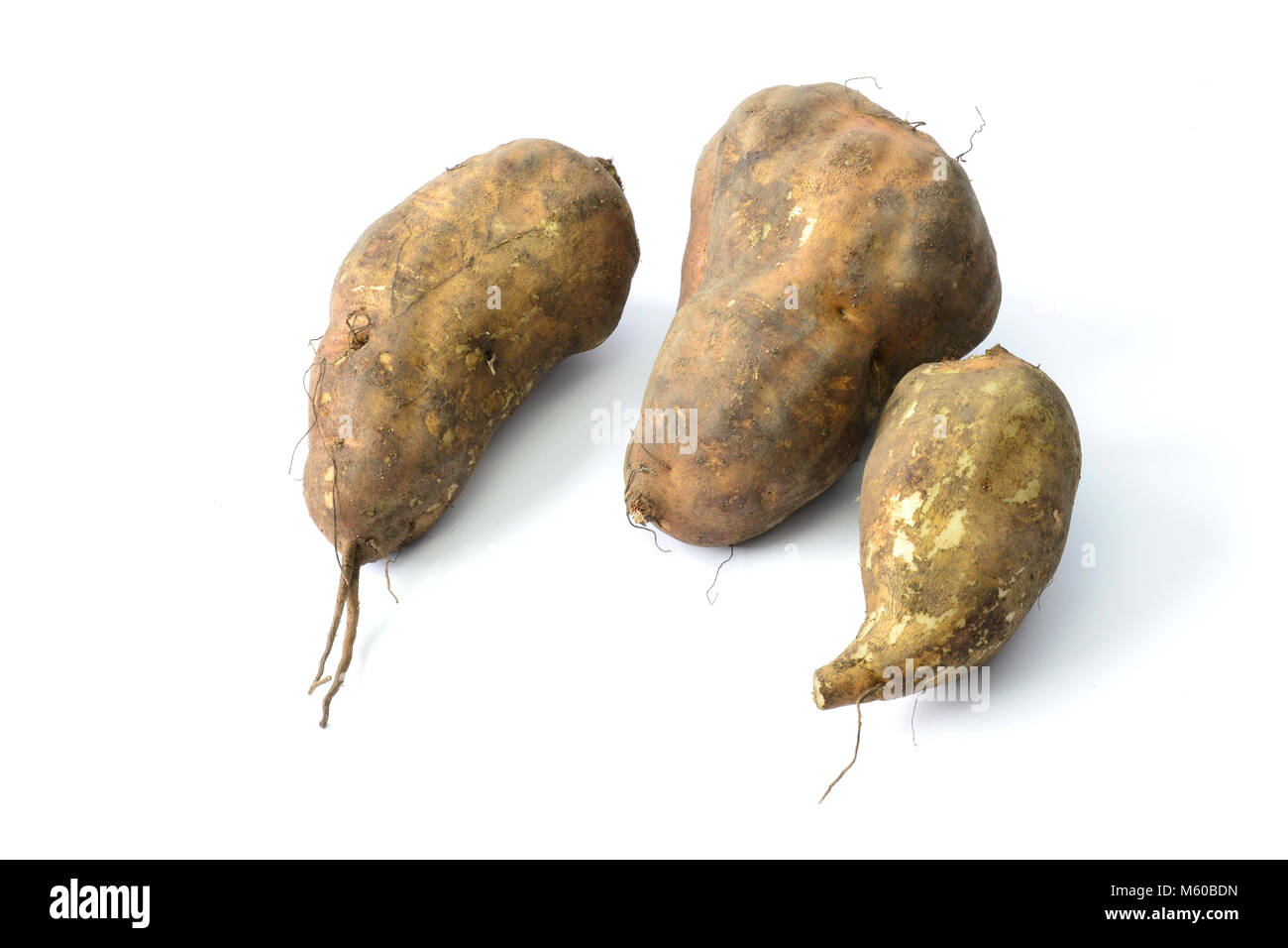 Yacon, Peruvian ground apple (Smallanthus sonchifolius), roots. Studio ...