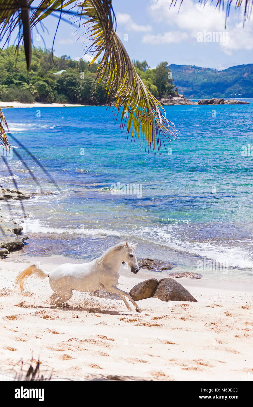 Pony on a beach hi-res stock photography and images - Alamy