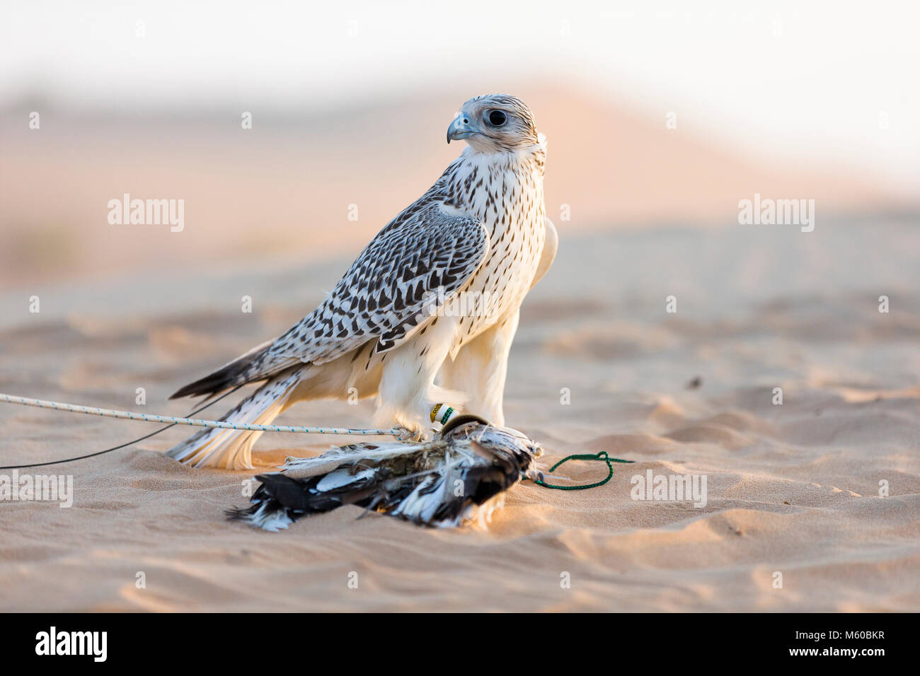 Trained Saker Falcon (Falco cherrug) standing on lure on sand. Abu ...