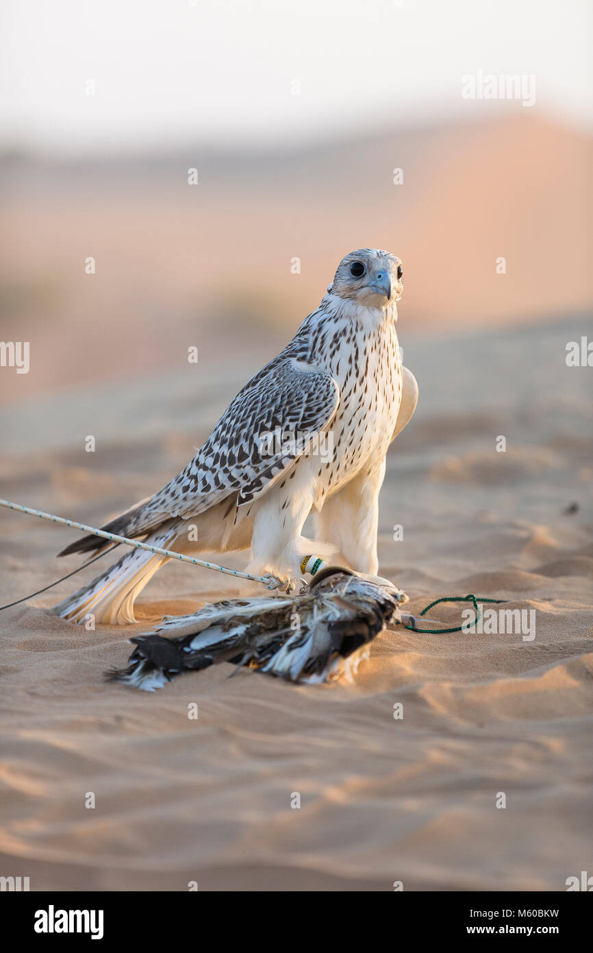 Trained Saker Falcon (Falco cherrug) standing on lure on sand. Abu ...