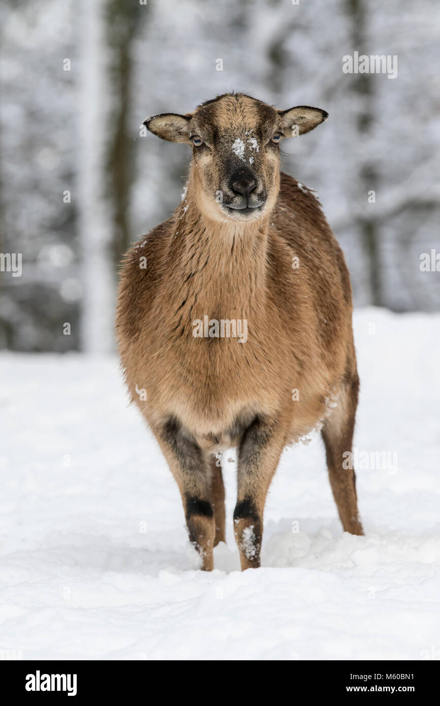 Mouflon standing hi-res stock photography and images - Alamy