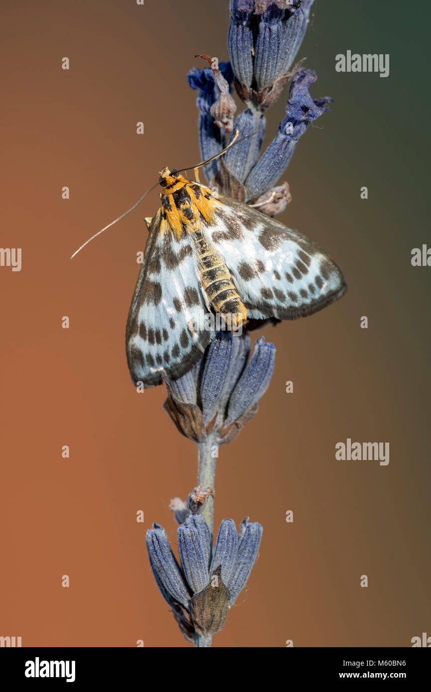 Magpie Moth (Abraxas grossulariata). Moth on a stalk. Austria Stock ...