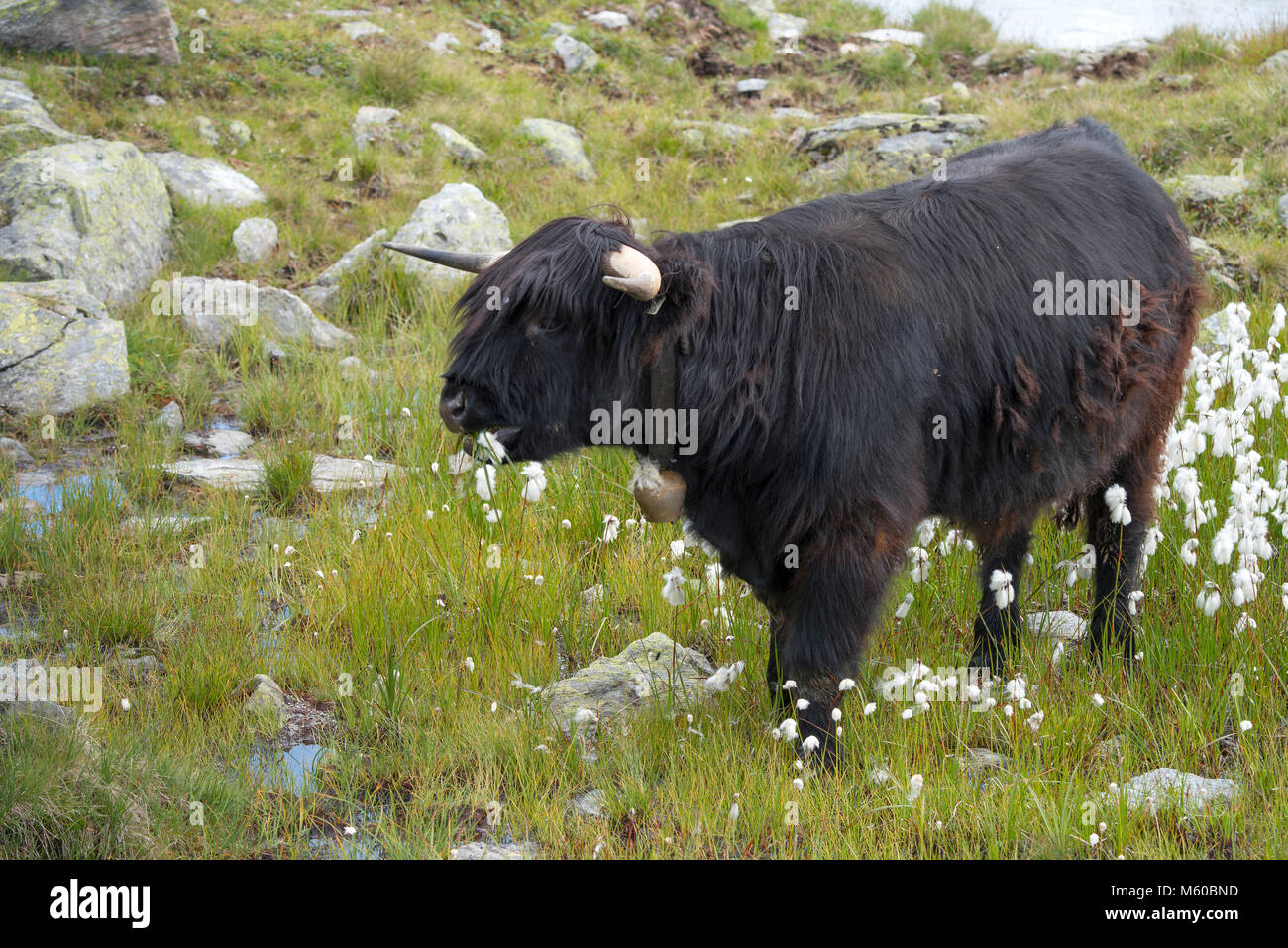 Highland Cattle. Adult walking on a mountain pasture. Austria Stock ...
