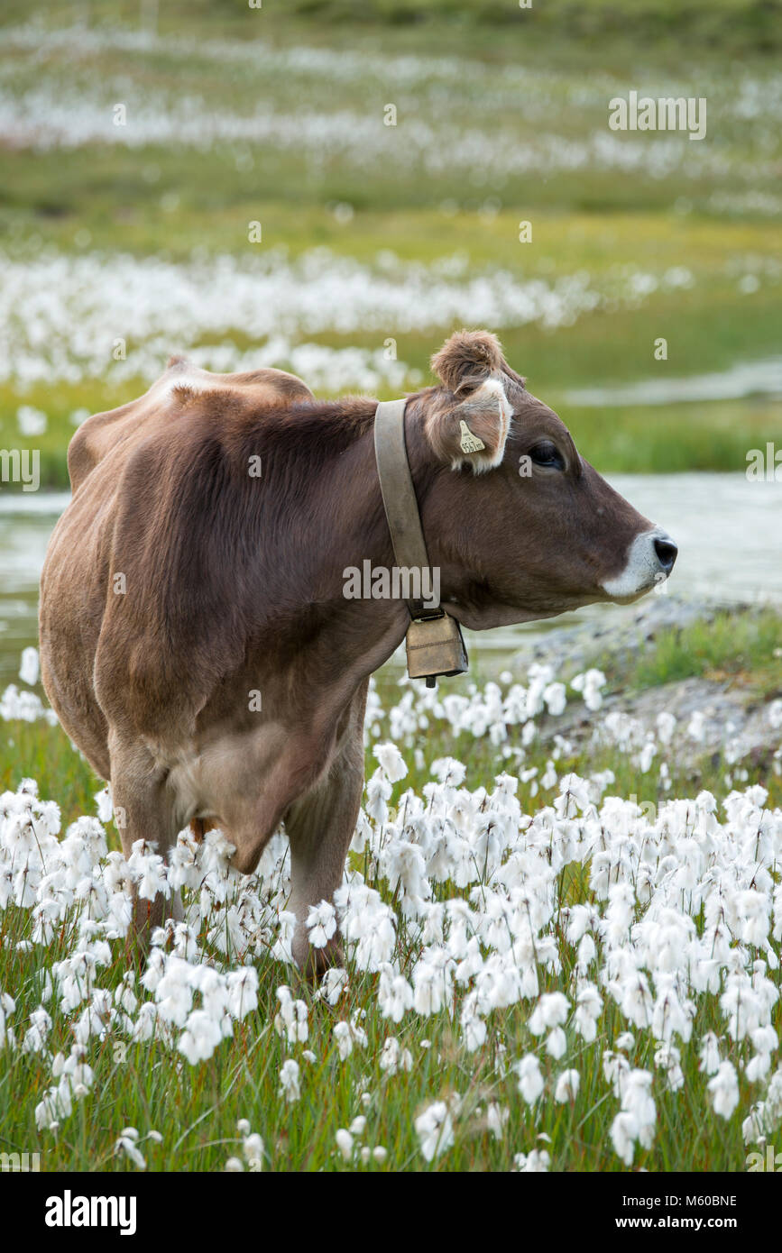 Braunvieh, Brown Swiss Cattle. Cow on mountain pasture with cottongrass ...