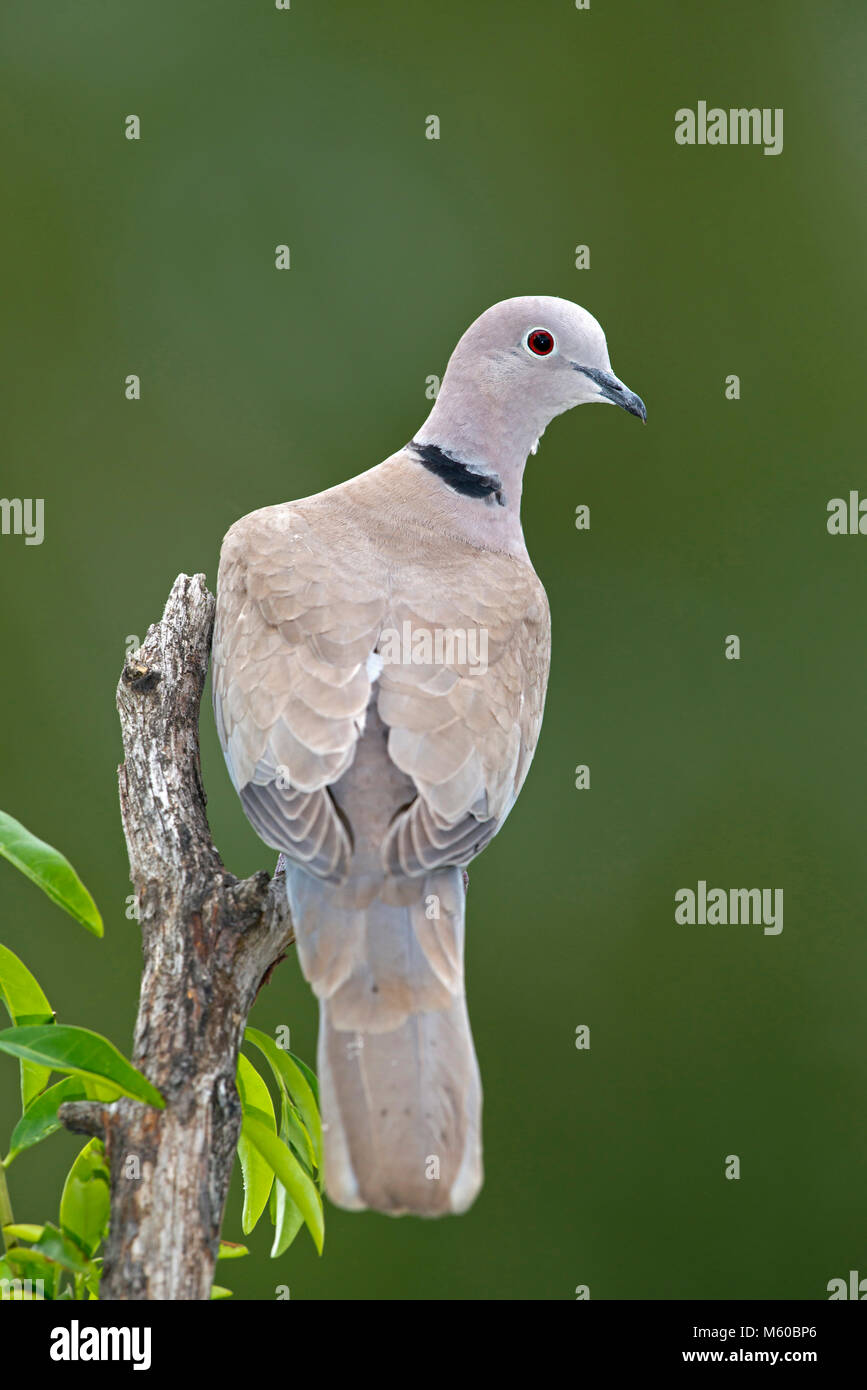 Streptopelia decaocto adult hi-res stock photography and images - Alamy