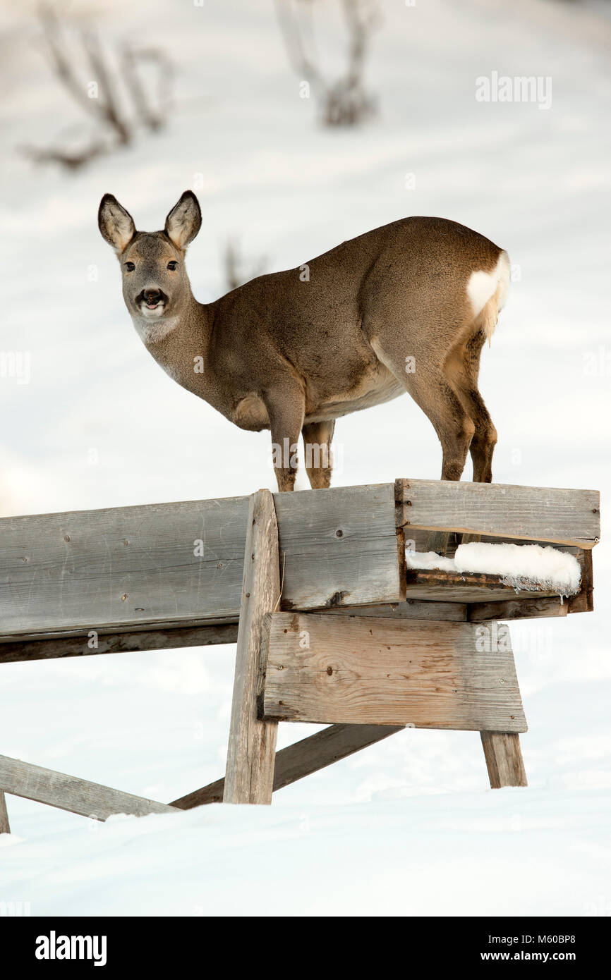 Roe Deer (Capreolus capreolus). Female on feeding place in winter ...