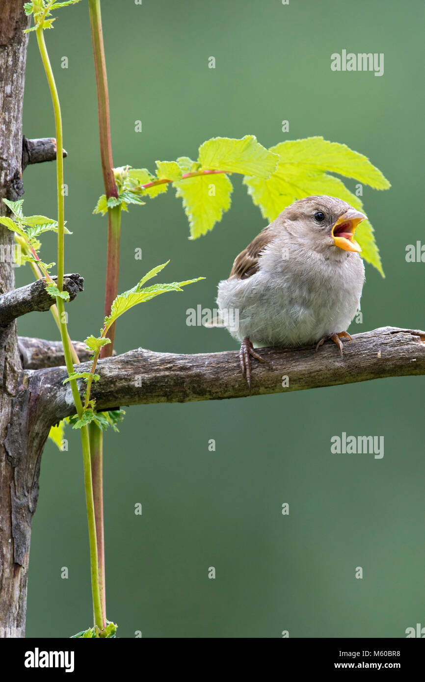 Young sparrow hi-res stock photography and images - Alamy