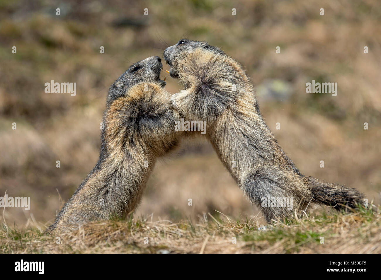 Alpine Marmot (Marmota marmota). Two individuals fighting. Carinthia, Austria Stock Photo - Alamy
