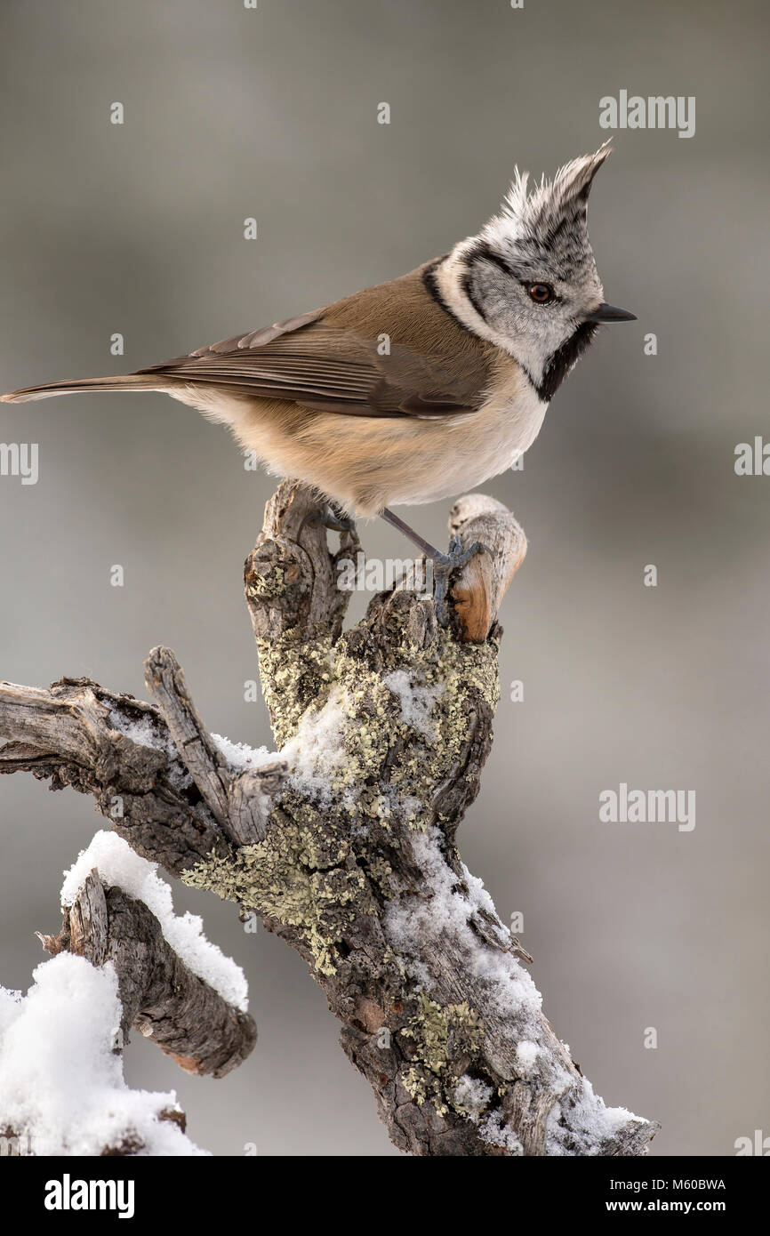 Crested Tit (Lophophanes cristatus). Adult standing on a snowy branch ...