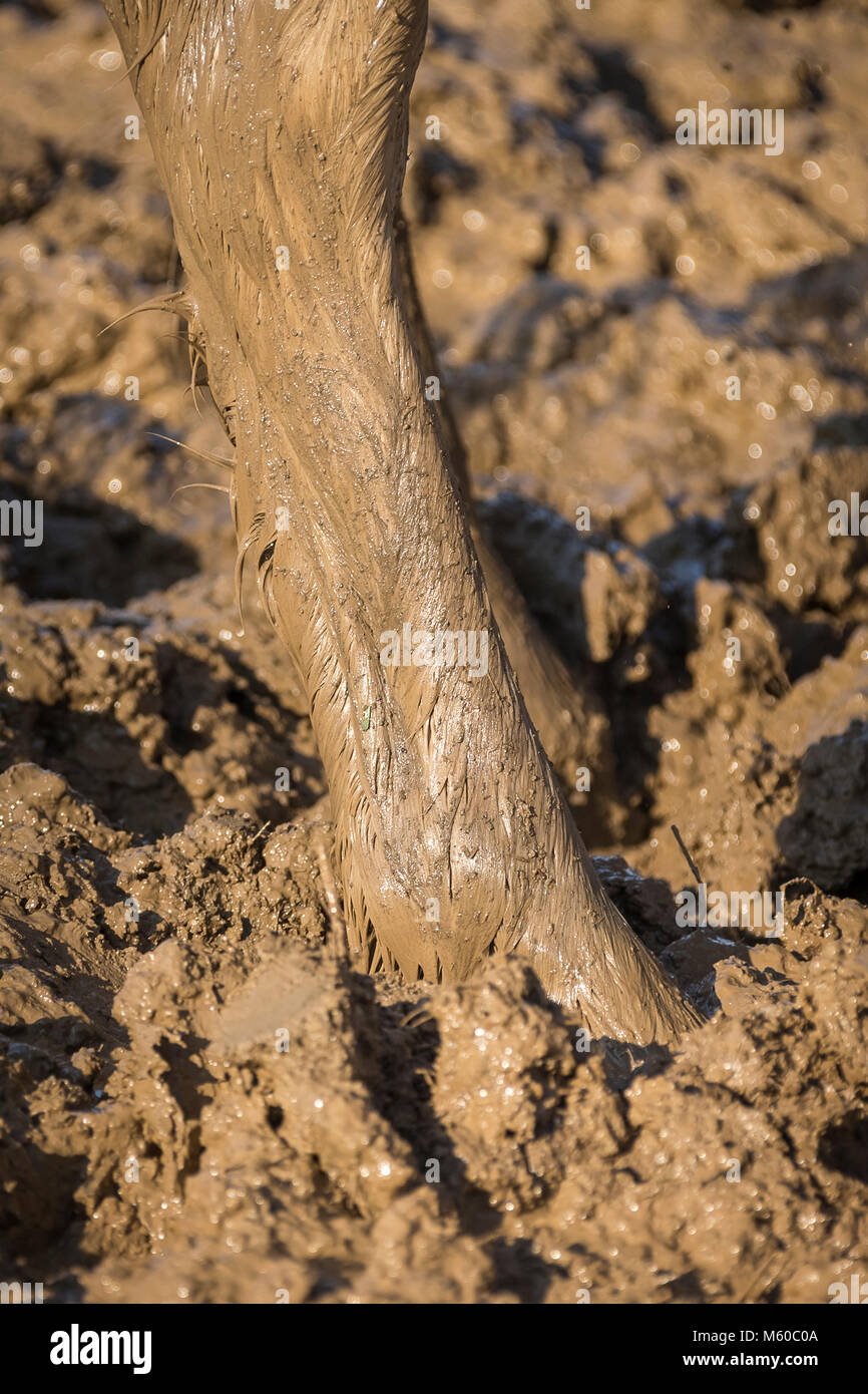 Domestic horse. Horse in a muddy paddock, close-up of leg. Germany ...