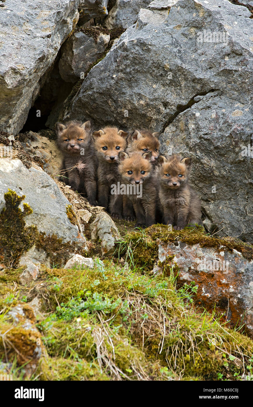 Fox rock hi-res stock photography and images - Alamy